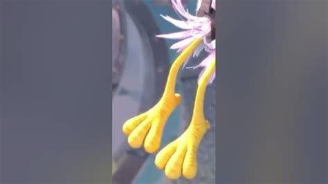 Wanna Tickle My Feet Youtube