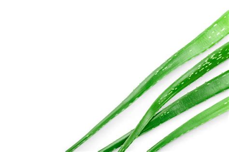 텍스트의 복사 공간이 있는 흰색 배경에서 격리된 알로에 베라 클리핑 경로와 전체 필드 깊이가 있는 상단 뷰입니다 플랫 레이 0명에 대한 스톡 사진 및 기타 이미지 Istock