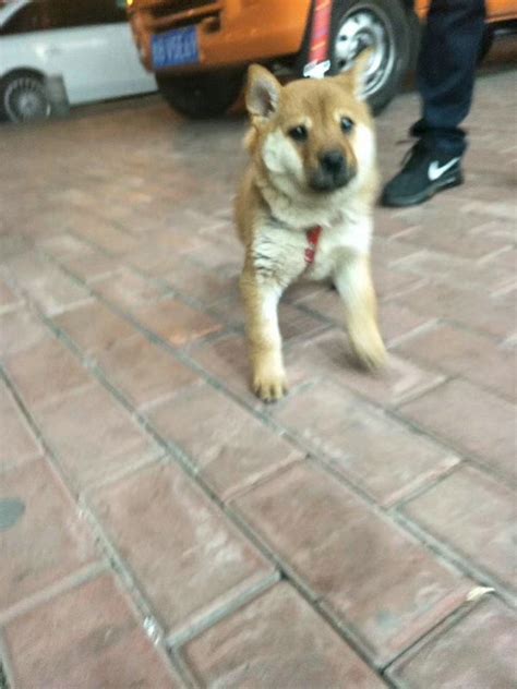 多图土狗跟柴犬配的柴犬串串照片简直亮瞎眼 柴豆豆柴犬