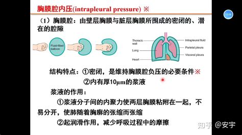 生理学期末复习 第五六八章 知乎