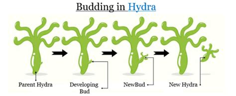 Budding Definition Process And Examples Hydra Yeast