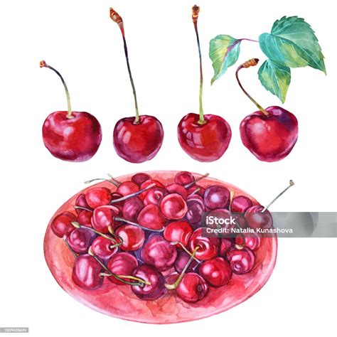 흰색 배경에 고립 된 체리 녹색 잎수채 판 세트 손으로 그린 달콤한 붉은 여름 음식 열매와 과일 메뉴 스티커 벽지 포장