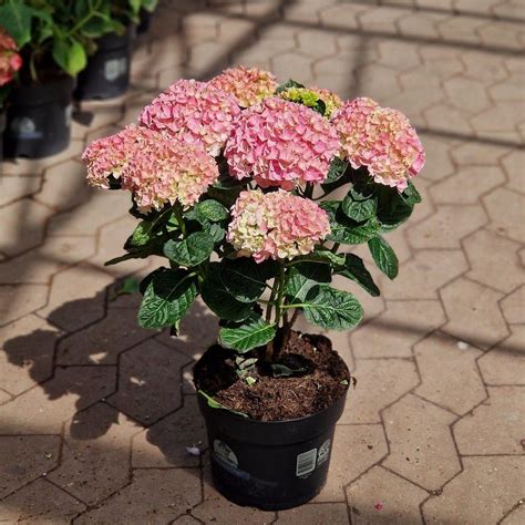 Stor Hortensia Hydrangea Macrophylla Lyserød Ø 21cm Anchers