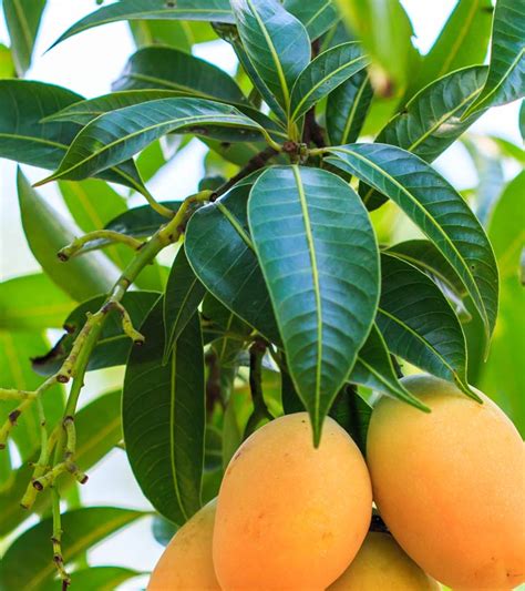 Znate li kako posaditi mango kod kuće Jabuka tv