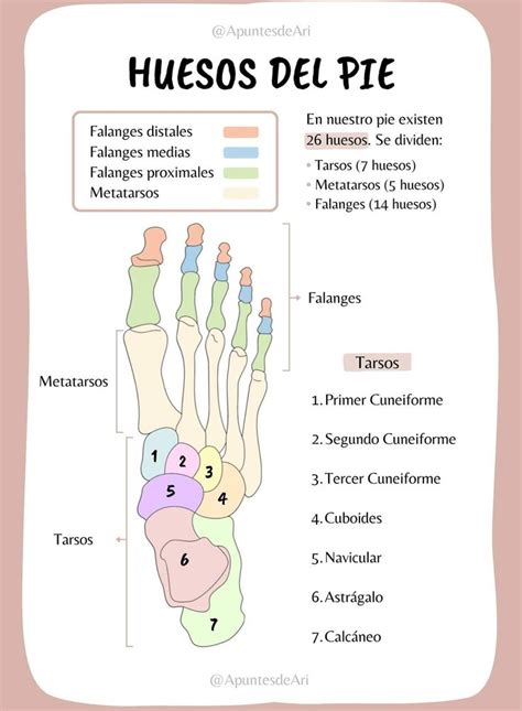 Huesos del pie Libros de anatomia Anatomía médica Anatomia y