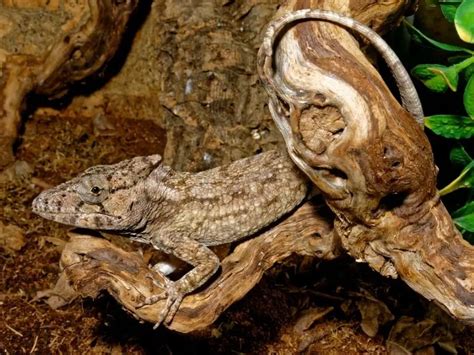 Cuban False Chameleon—care Guide And Facts Cozy Lizard