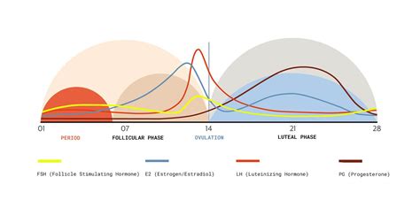 What Happens In Your Menstrual Cycle Period Seasons