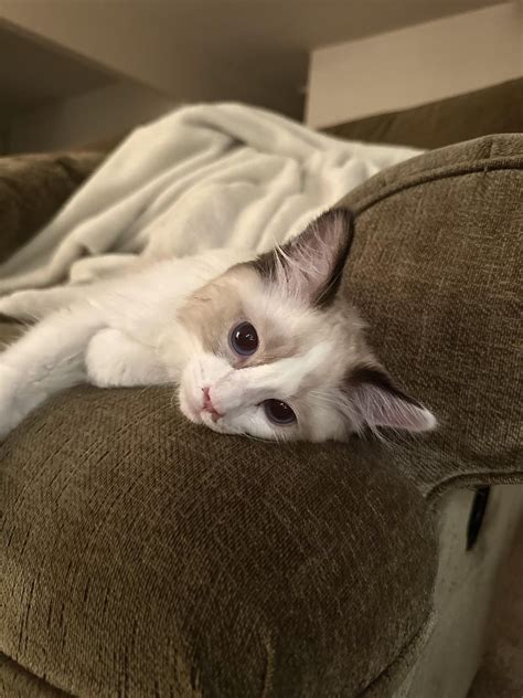 My Marie Is My Life 🥰 Rragdolls
