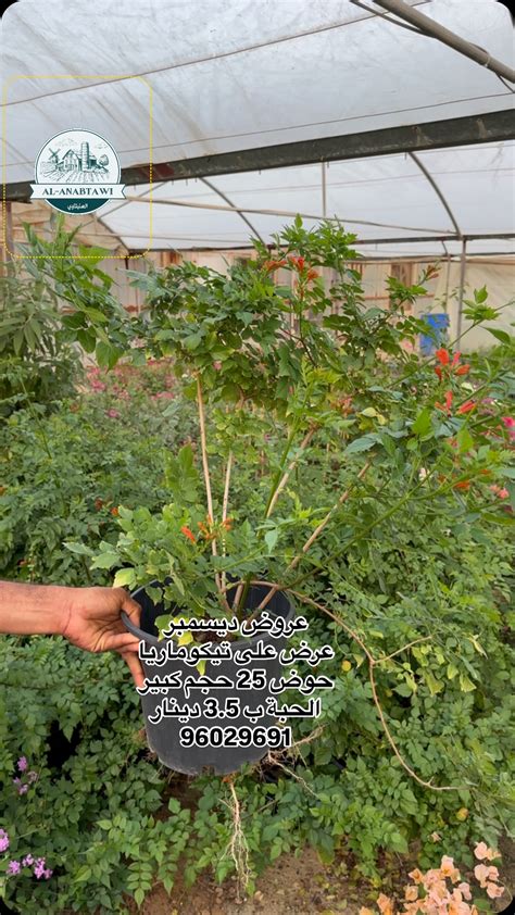 ‎al Anabtawi مشتل العنبتاوي‎ ‎عرض على لانتانا كامارا‎ Instagram