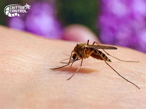 Mosquito Control In Lake County Critter Control Of Lake County