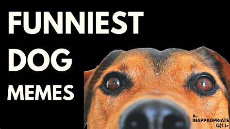 Funniest Dog Memes The Inappropriate T Co