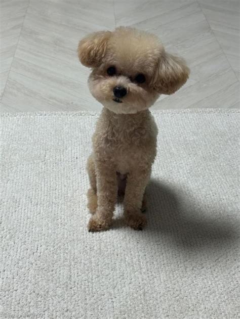 축구 꿈나무 꼬마 주인과 공놀이하면서 잔뜩 신난 강아지나도 슛돌이다개 네이트뷰