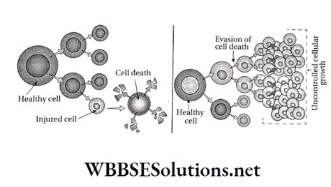 WBBSE Solutions For Class Life Science And Environment Chapter