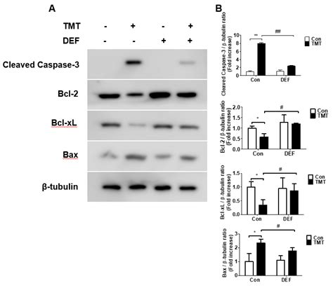 Alterations Of Cleaved Caspase 3 Bcl 2 Bcl Xl And Bax Levels Induced