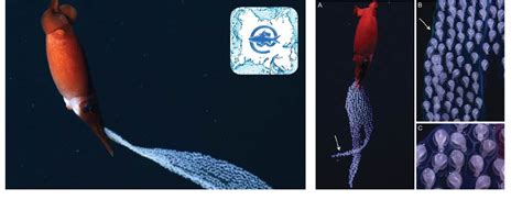 Sn 202 Inktvis Met Dekentje Van Eieren