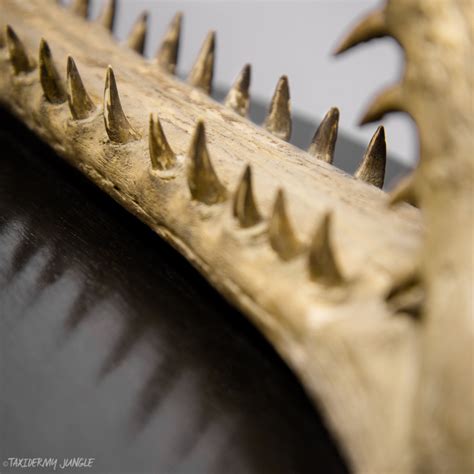 Taxidermy Gharial Jaw By Rowland Ward Taxidermy Jungle