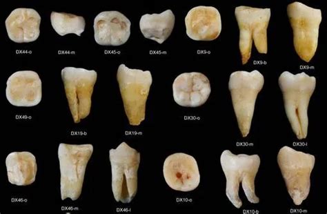 How Ancient Teeth Reveal The Roots Of Humankind