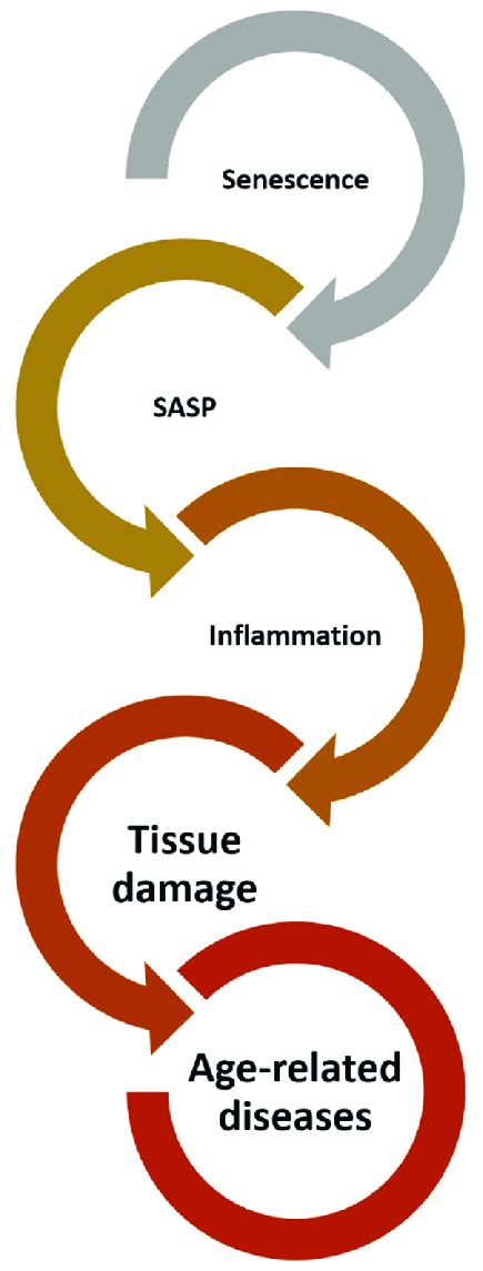 From Senescence To Age Related Diseases Senescence Through Components
