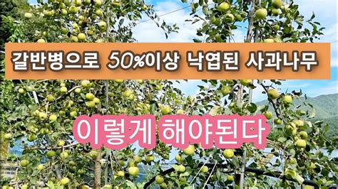 갈반병 걸린 사과나무 관리방법 Youtube