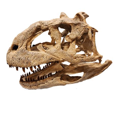 Majungasaurus Skull Cast Fossil Crates