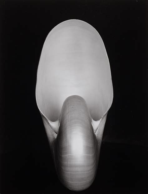 Edward Weston 18861958 ‘nautilus Shell 1927 Ai927453