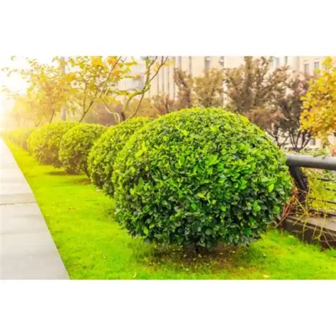 Ball Kamini Plant 1pc