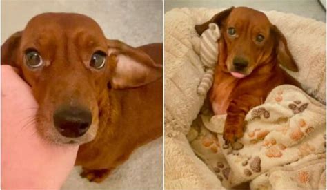 Por qué no se debería separar a los perros que se quedan pegados después de aparearse