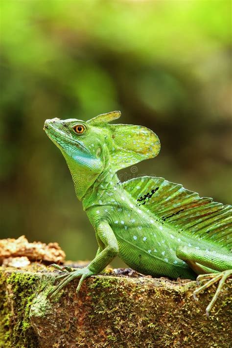 Male Plumed Basilisk Basiliscus Plumifrons Sitting On A Stump Stock