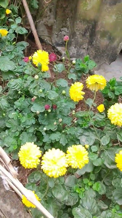 ️ ️ ️ Homegarden Flowers Youtube