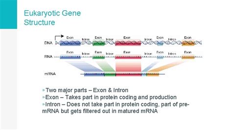 Gene Structure Splicing Lecture 3 Department Of Cse