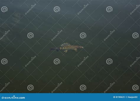 Caught Grayling Stock Image Image Of Queen Caught Light 8190631