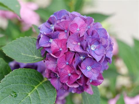 Hydrangea Macrophylla ‘wee Bit Grumpy® Blue Sky Nursery