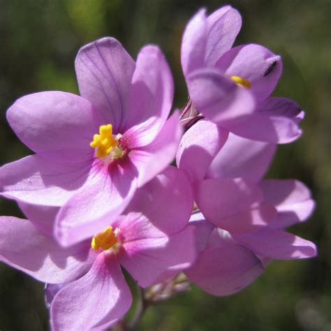 Ixia Micrandra Seeds Buy Online
