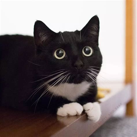 蓝瞳黑猫 蓝瞳猫 大山谷图库