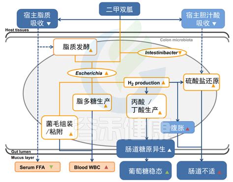 2型糖尿病如何做到可防可控？肠道菌群发挥重要作用 谷禾健康
