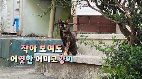 작아보여도 출산한 모성애 깊은 카오스 어미고양이 Youtube