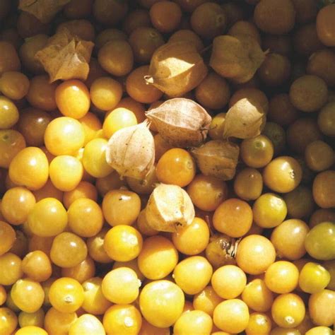 Andenbeere Physalis Aunt Molly Samen Online Kaufen