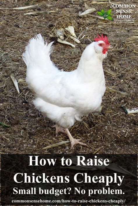 How To Raise Chickens Cheaply Small Budget No Problem