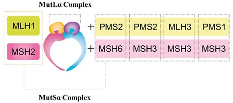 Mmr Protein Human Mutlαmutsα Complex Mlh1 Mutl Homolog 1 Msh2 Muts