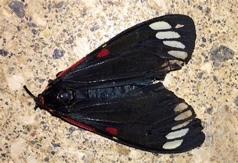 Saucy Beauty From Costa Rica What S That Bug