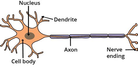 NCERT Solutions For Class Science Chapter Control And Coordination Free PDF