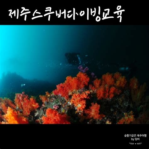 제주스쿠버다이빙 어드밴스드 교육 자격증 리얼후기 네이버 블로그