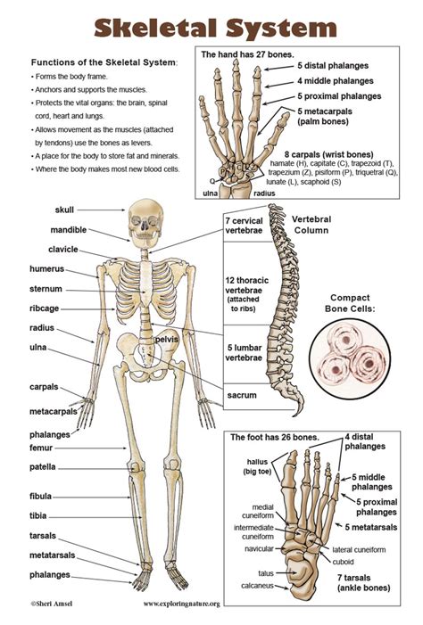 Skeletal System Printable Diagram Printable Yearly Calendar