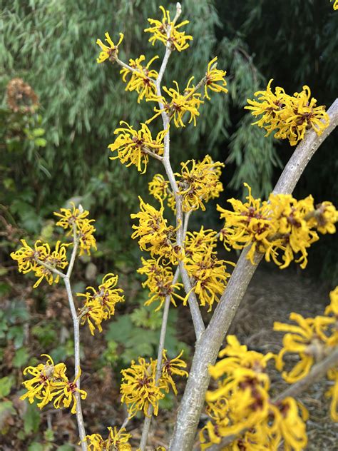 Hamamelis X Intermedia ‘evi 20l Pan Global Plants
