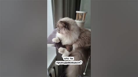В самом деле такой прикидываюсь😸 шортс смешныевидео котики юмор