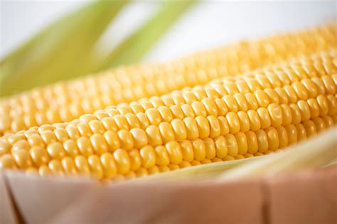 잘 익은 옥수수 설탕의 Cob는 고리 버들 바구니에 놓여 있습니다 노란색 옥수수 커널 가득 찬에 대한 스톡 사진 및 기타 이미지 가득 찬 구도 노랑 Istock