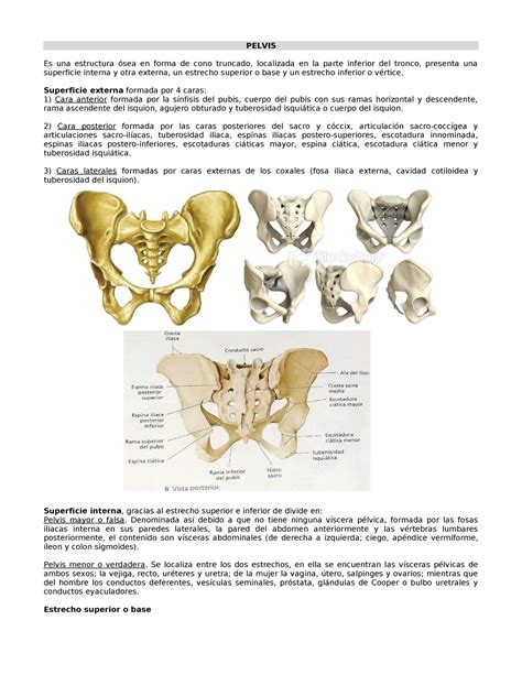 Pelvis 2023 Pelvis Es Una Estructura ósea En Forma De Cono Truncado