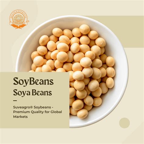 Premium Quality Soybean Nutrient Dense Legume