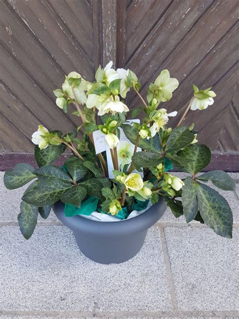 Sieglinde Hofmann Bestattung Hörhan