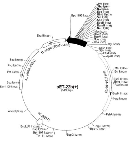 Addgene Pet 22b Hpenr